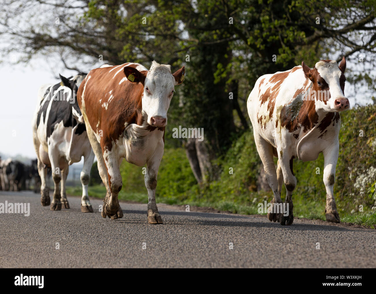 Dairy cows on farm Cheshire UK Stock Photo - Alamy