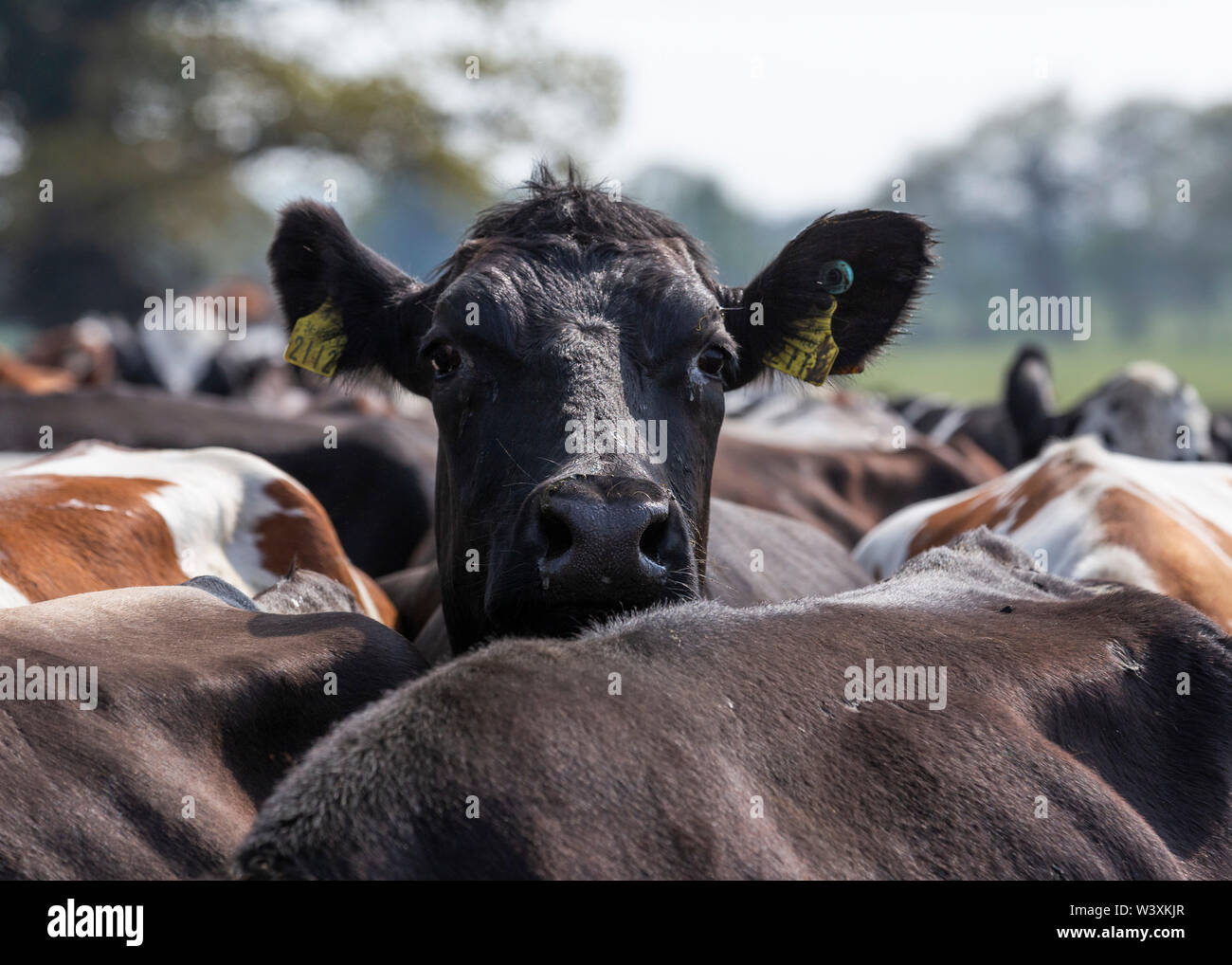 Dairy cows on farm Cheshire UK Stock Photo - Alamy