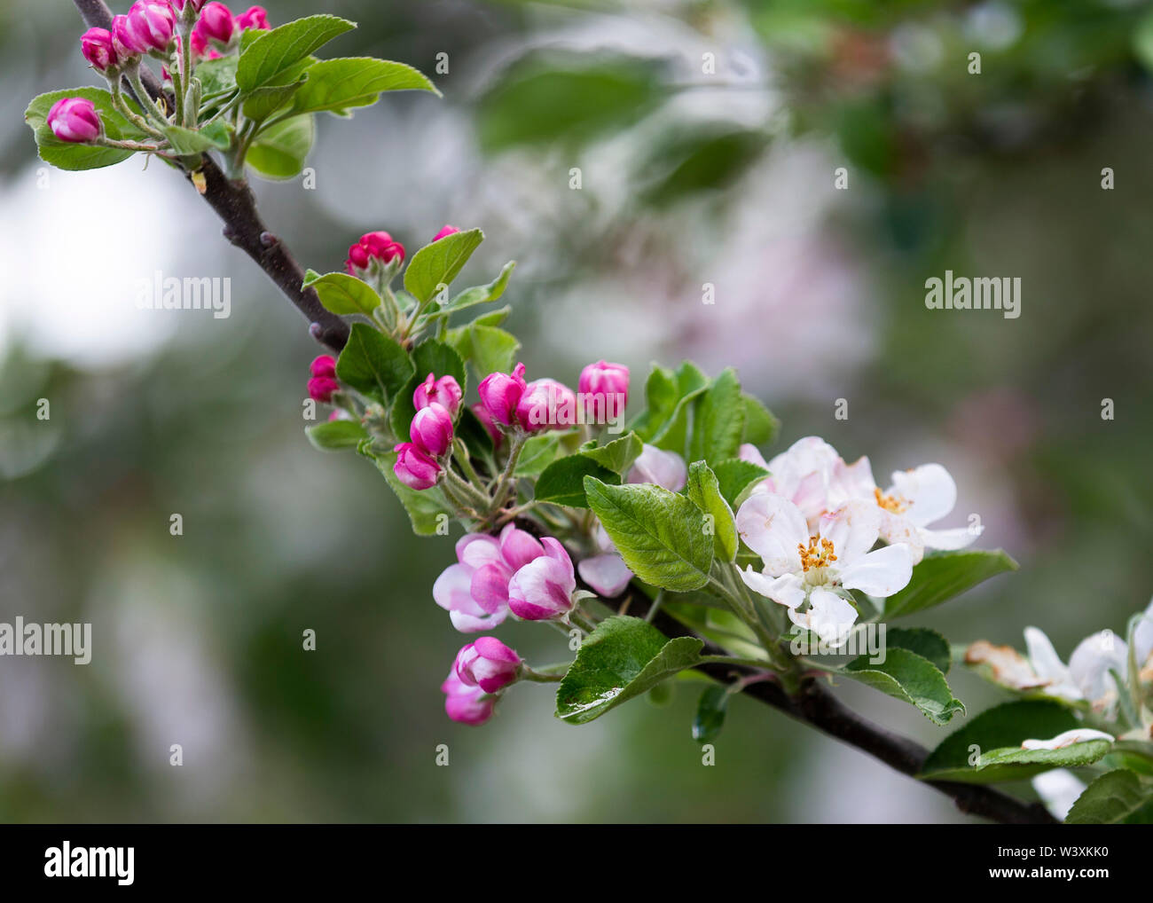 Cider apple tree blossom Herefordshire farm UK Stock Photo - Alamy