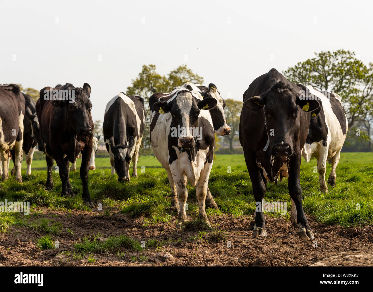 Dairy cows on farm Cheshire UK Stock Photo - Alamy