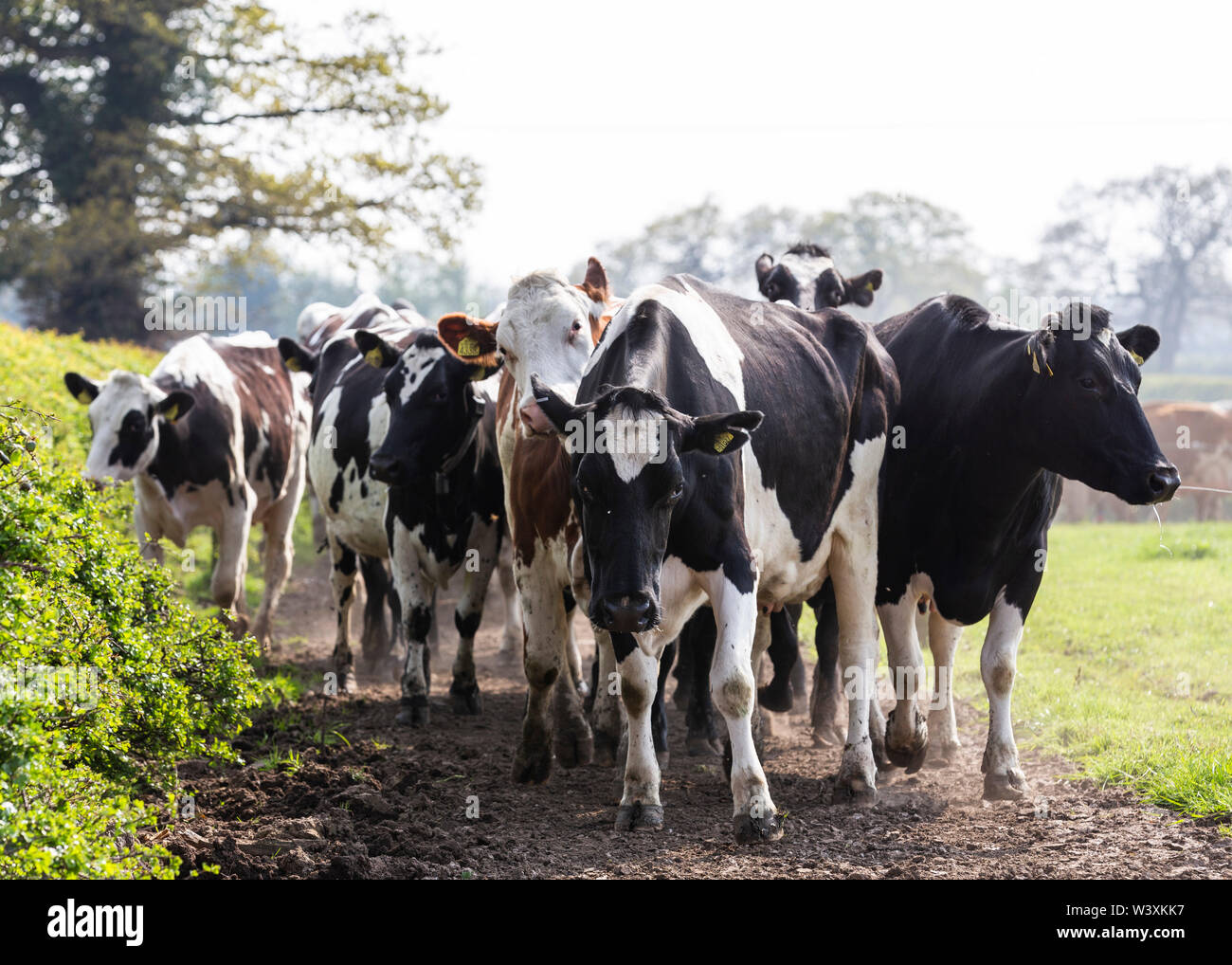Dairy cows on farm Cheshire UK Stock Photo - Alamy
