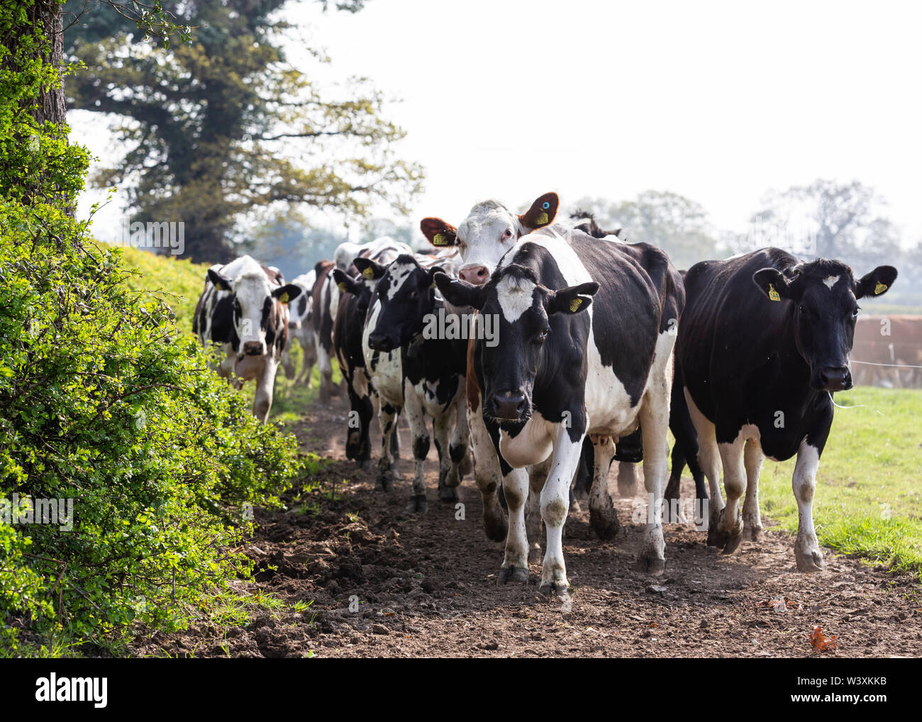 Dairy cows on farm Cheshire UK Stock Photo - Alamy