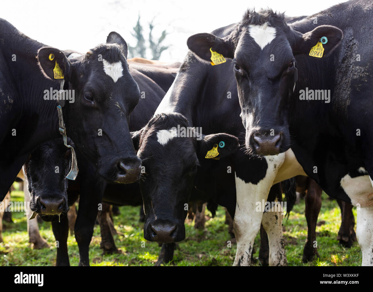 Dairy cows on farm Cheshire UK Stock Photo - Alamy