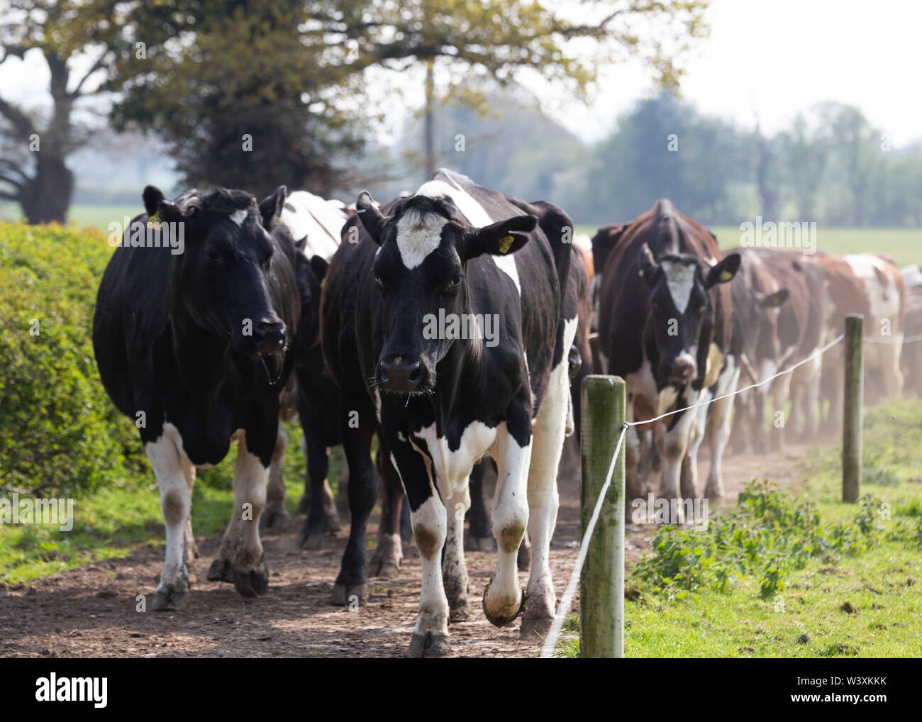 Dairy cows on farm Cheshire UK Stock Photo - Alamy