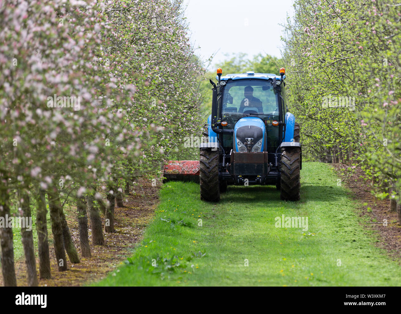 Cider Apple Orchard Uk High Resolution Stock Photography and Images - Alamy