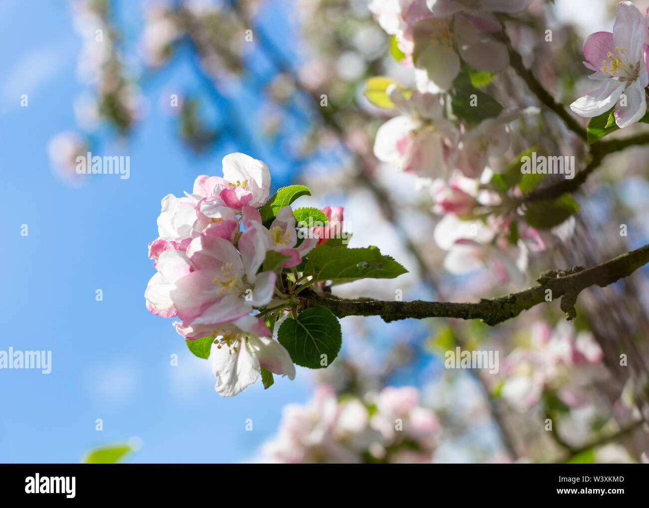 Cider apple tree blossom Herefordshire farm UK Stock Photo - Alamy