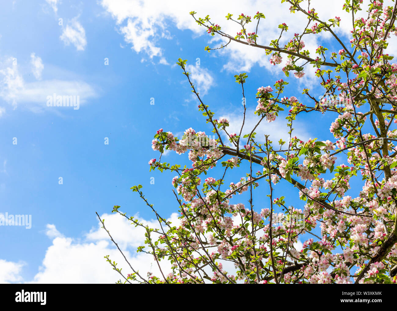 Cider apple tree hi-res stock photography and images - Alamy