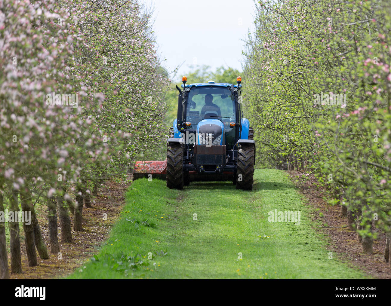 Tractor in cider apple orchard Herefordshire Stock Photo - Alamy