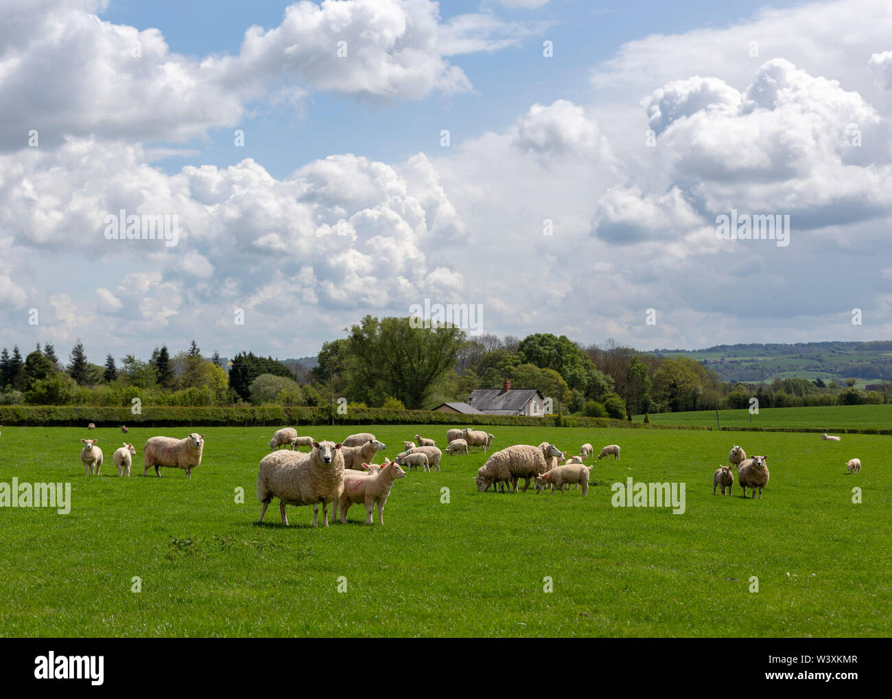 Feeding lleyn sheep hi-res stock photography and images - Alamy
