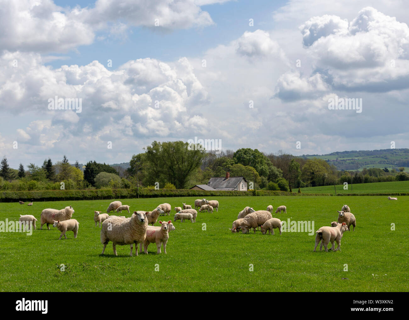 Feeding lleyn sheep hi-res stock photography and images - Alamy