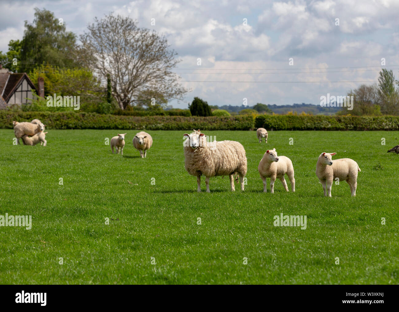 Feeding lleyn sheep hi-res stock photography and images - Alamy