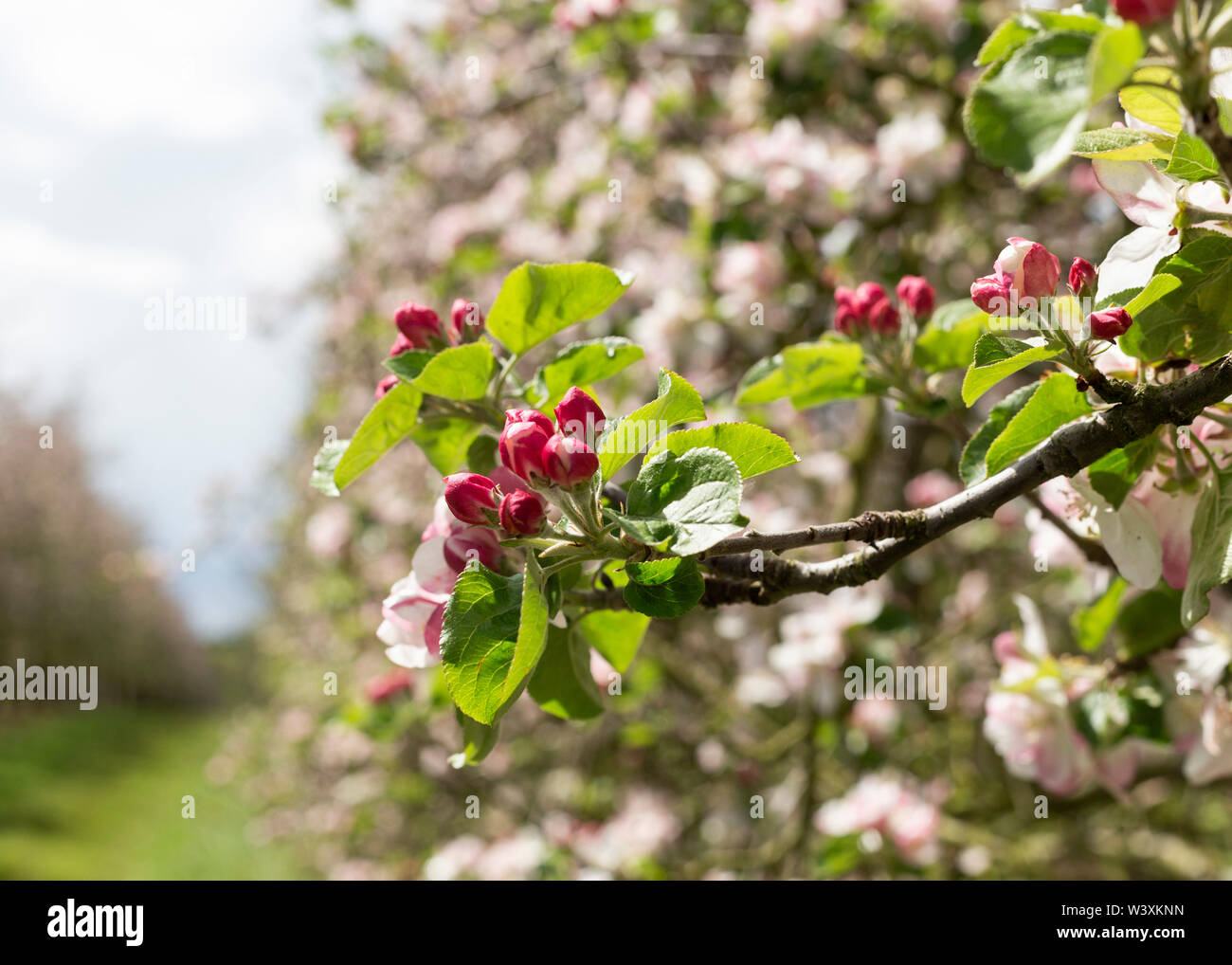 Cider apple tree blossom Herefordshire farm UK Stock Photo - Alamy