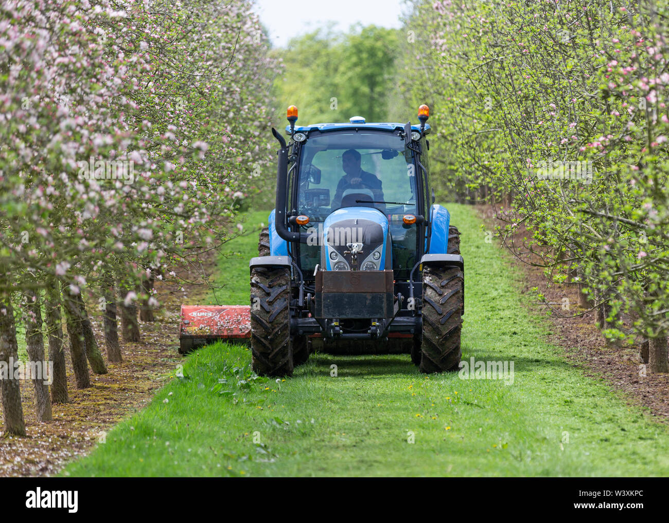 Tractor in cider apple orchard Herefordshire Stock Photo - Alamy