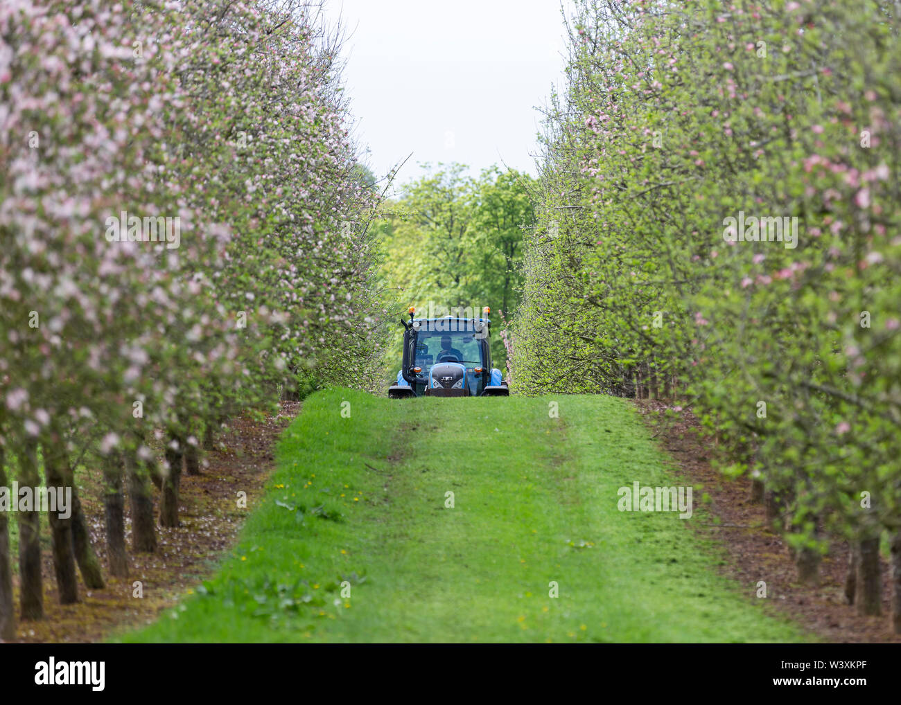 Cider Apple Orchard Uk High Resolution Stock Photography and Images - Alamy