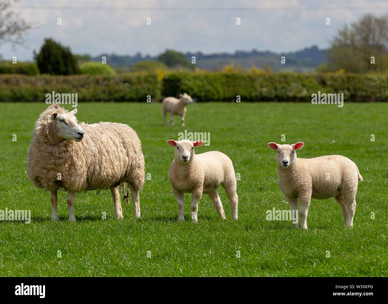 Feeding lleyn sheep hi-res stock photography and images - Alamy