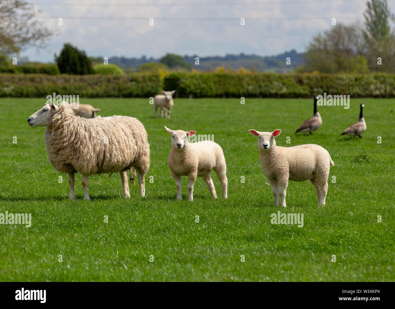 Feeding lleyn sheep hi-res stock photography and images - Alamy