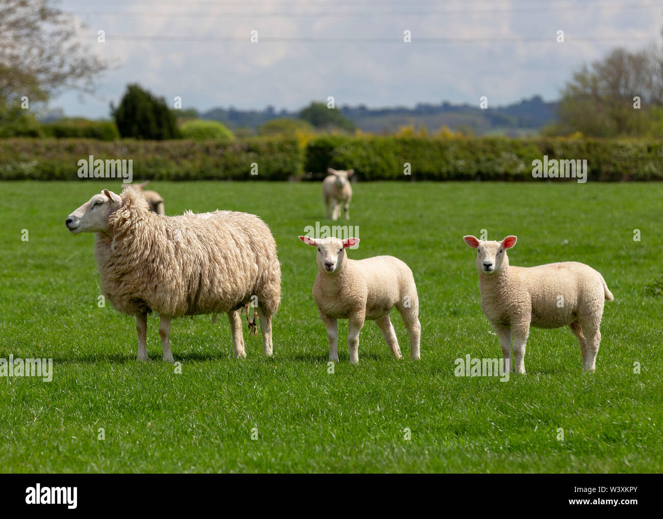 Lleyn sheep grazing on Herefordshire farm UK Stock Photo - Alamy