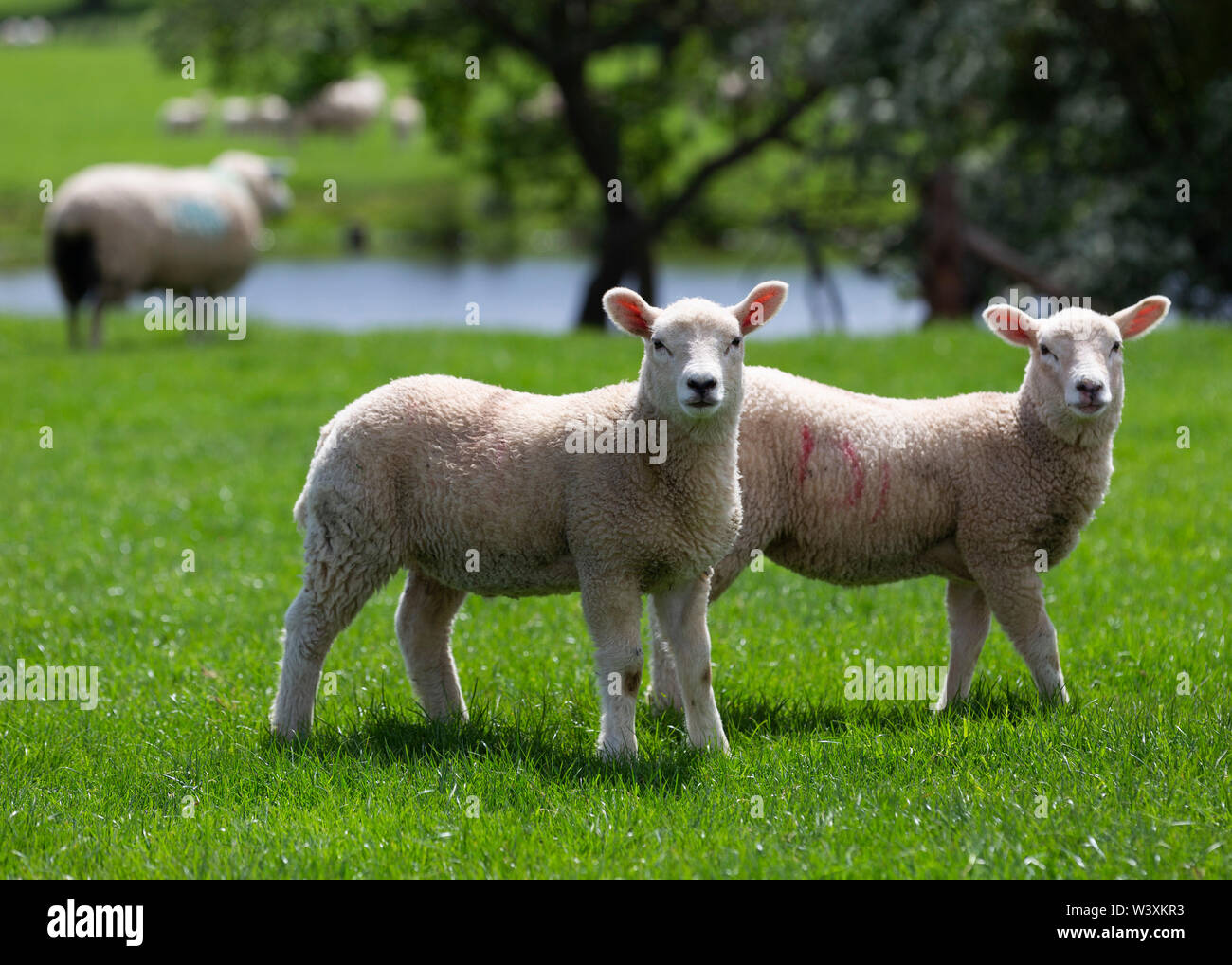 Feeding lleyn sheep hi-res stock photography and images - Alamy