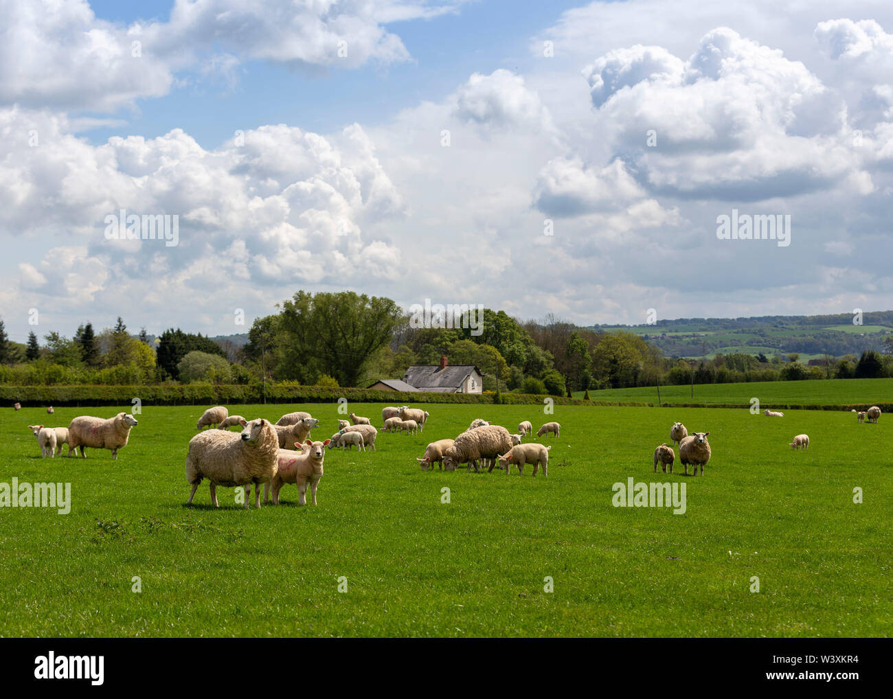 Feeding lleyn sheep hi-res stock photography and images - Alamy