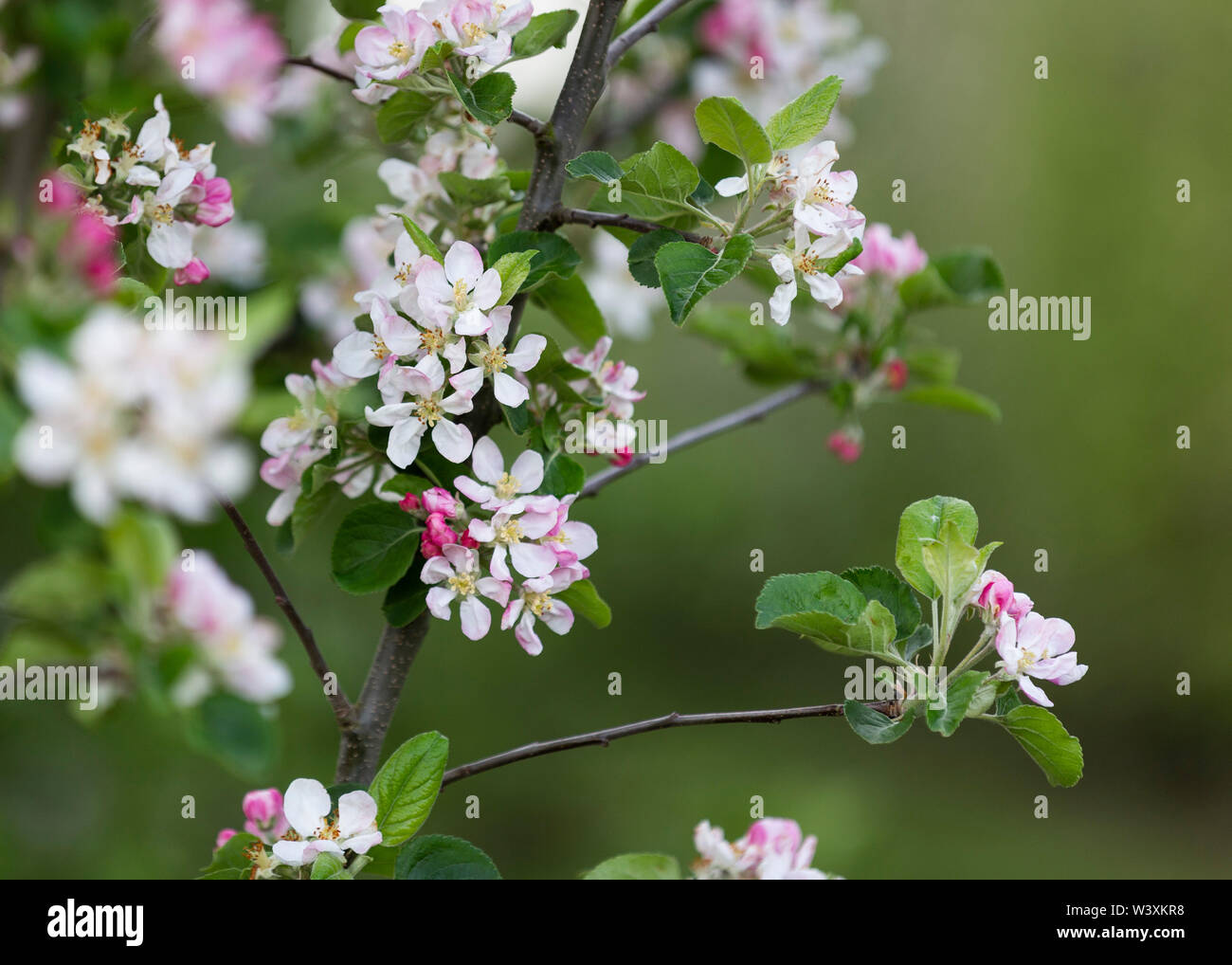 Herefordshire cider orchards hi-res stock photography and images - Alamy