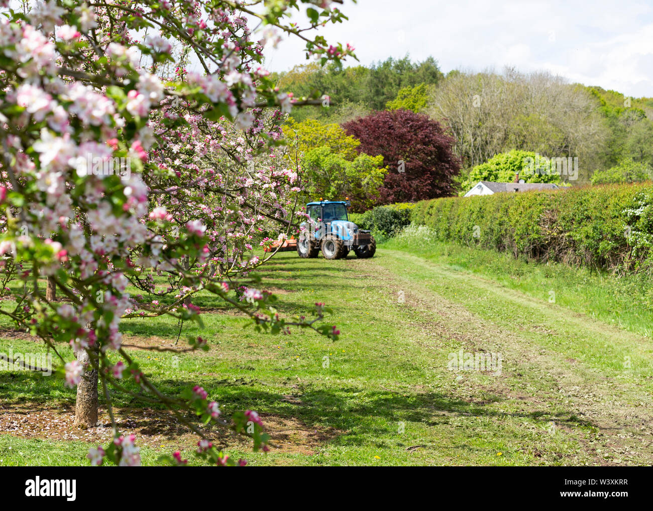 Tractor in cider apple orchard Herefordshire Stock Photo - Alamy