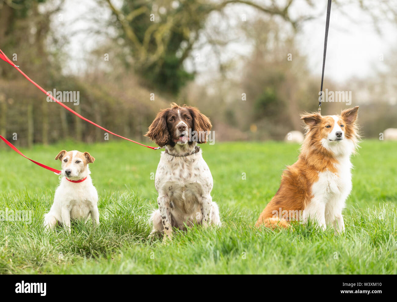 Three sheep dogs hi-res stock photography and images - Alamy