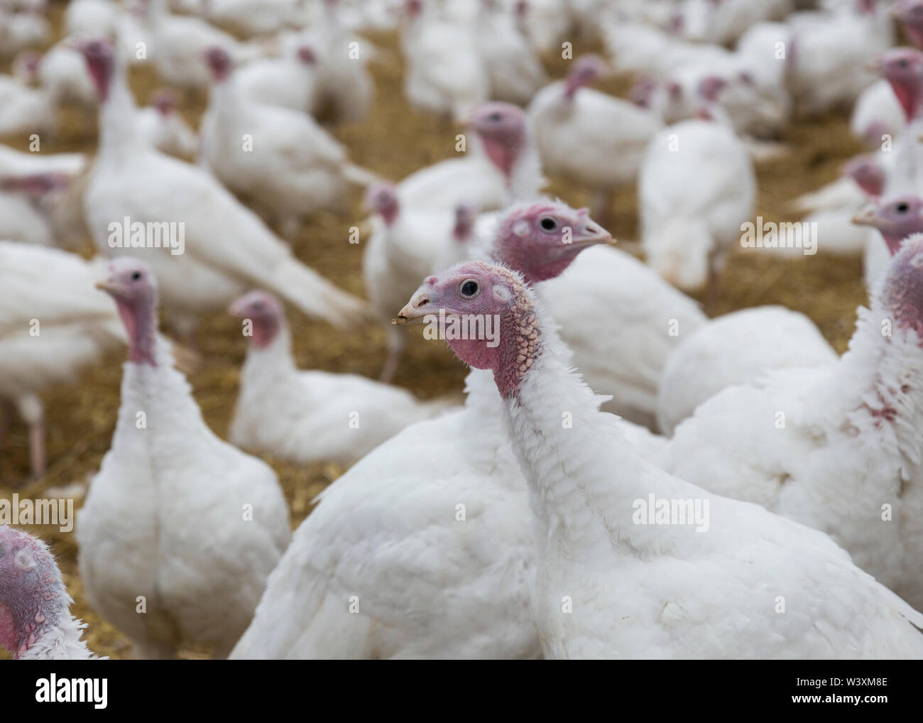 British turkeys hi-res stock photography and images - Alamy