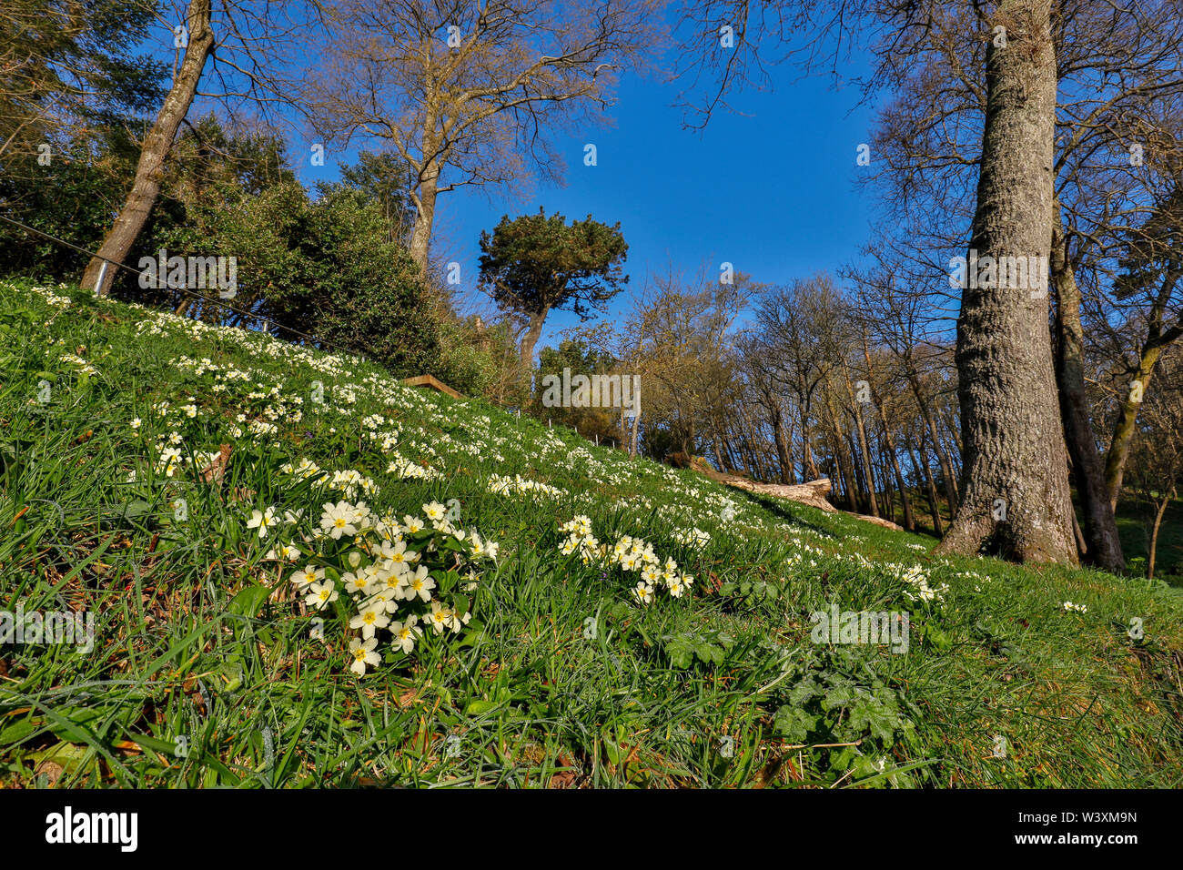 Primroses flowering hi-res stock photography and images - Alamy