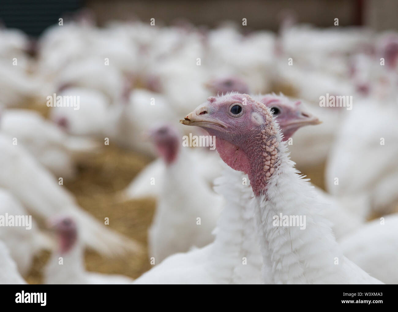 British turkeys hi-res stock photography and images - Alamy