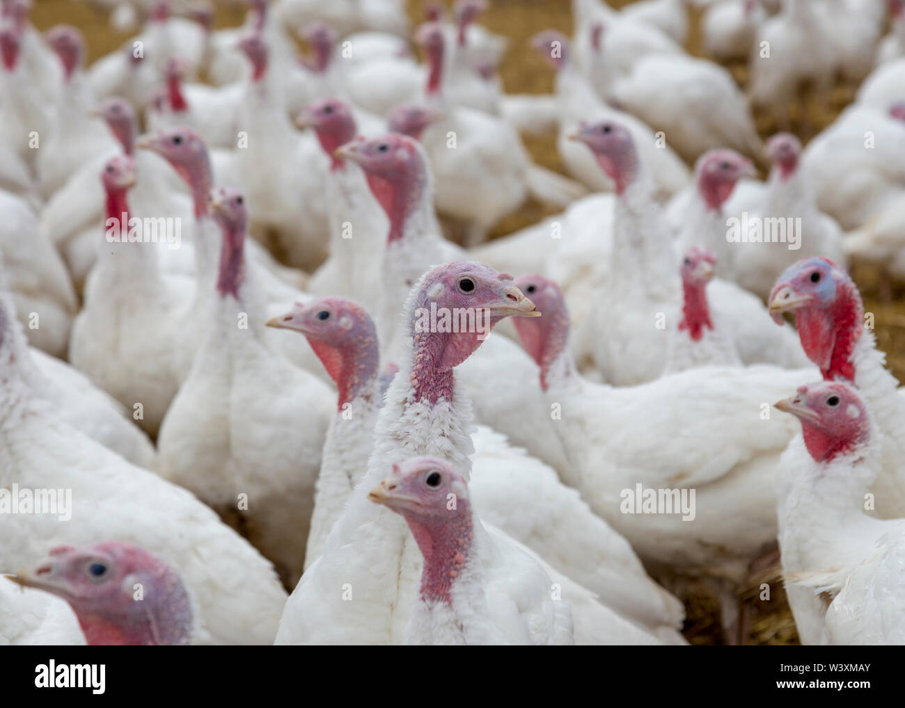 Gang of turkeys hi-res stock photography and images - Alamy
