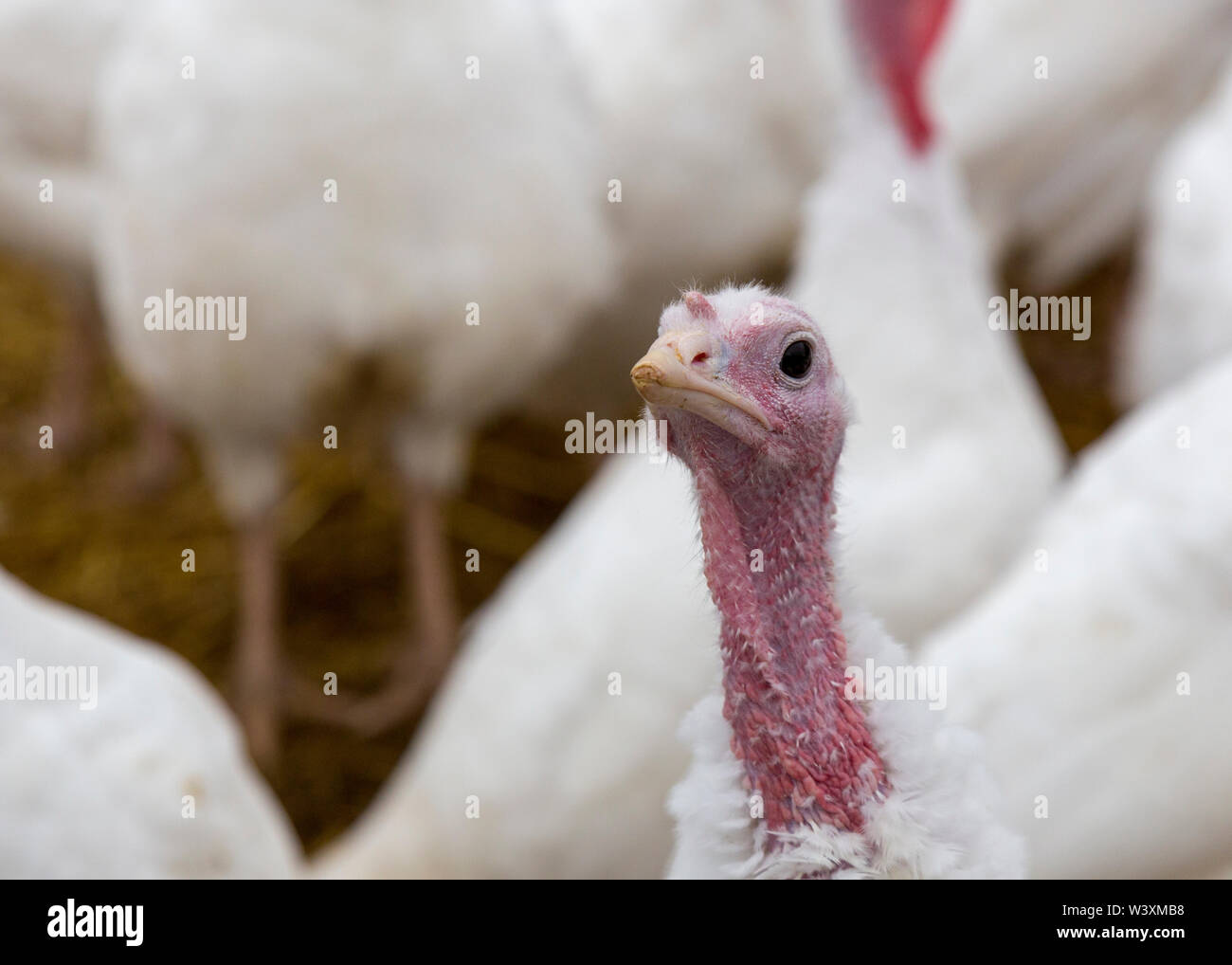 Gang of turkeys hi-res stock photography and images - Alamy