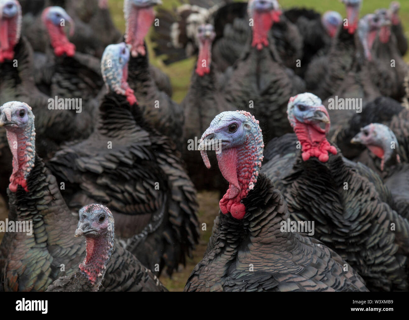 British turkeys hi-res stock photography and images - Alamy