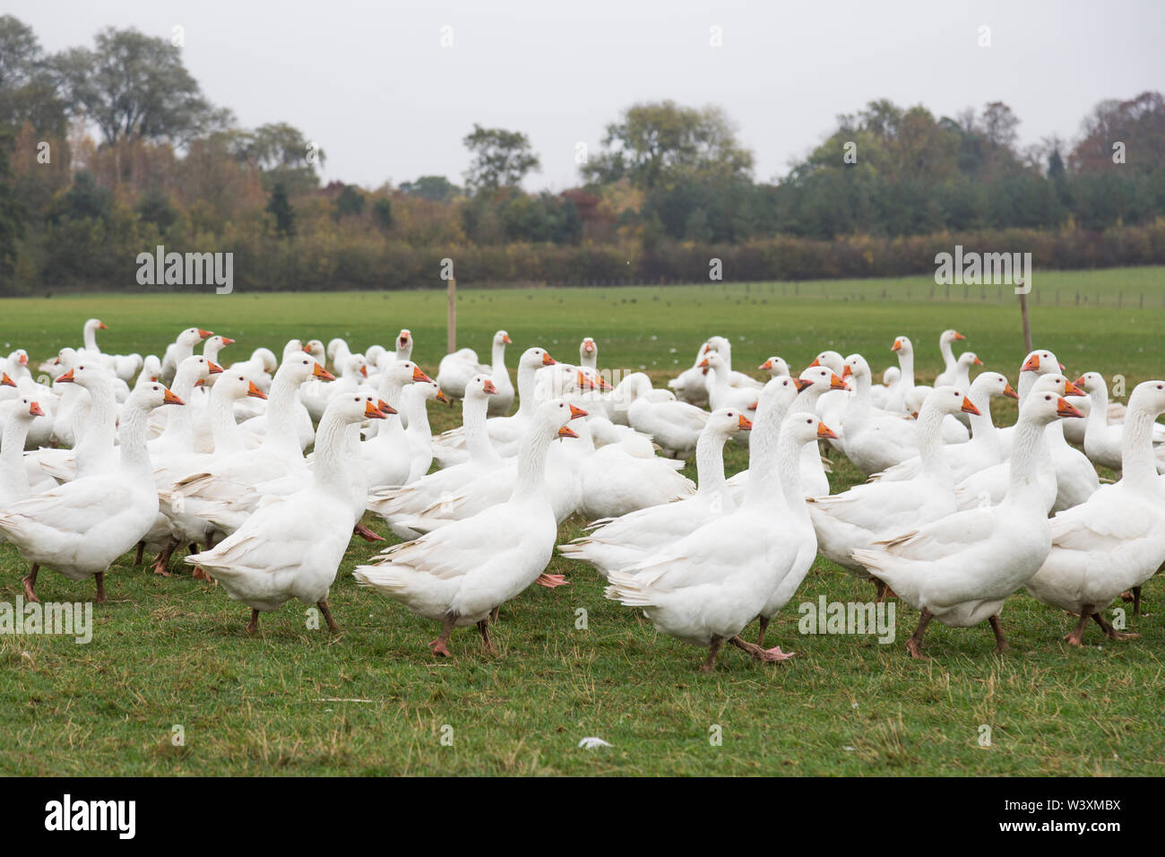 Geese uk hi-res stock photography and images - Alamy