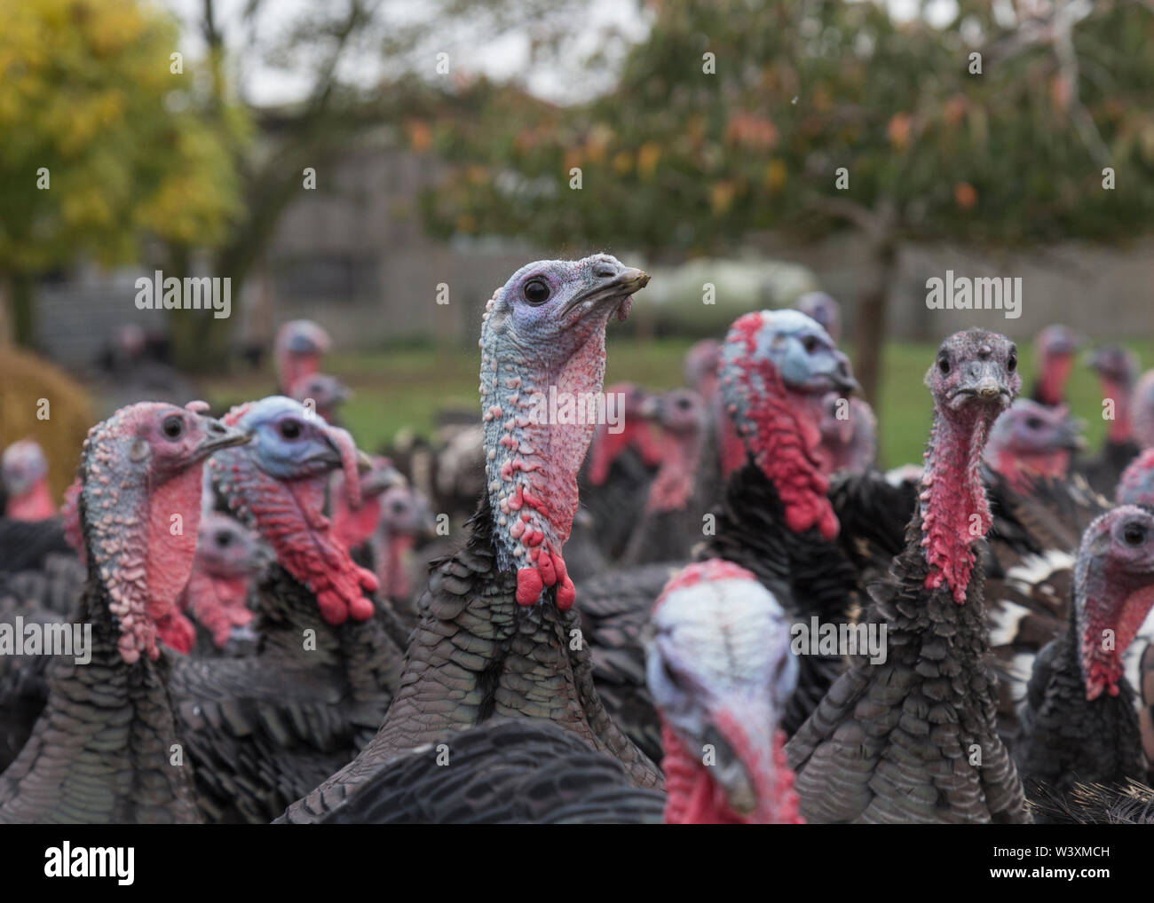 Turkeys uk birds hi-res stock photography and images - Alamy