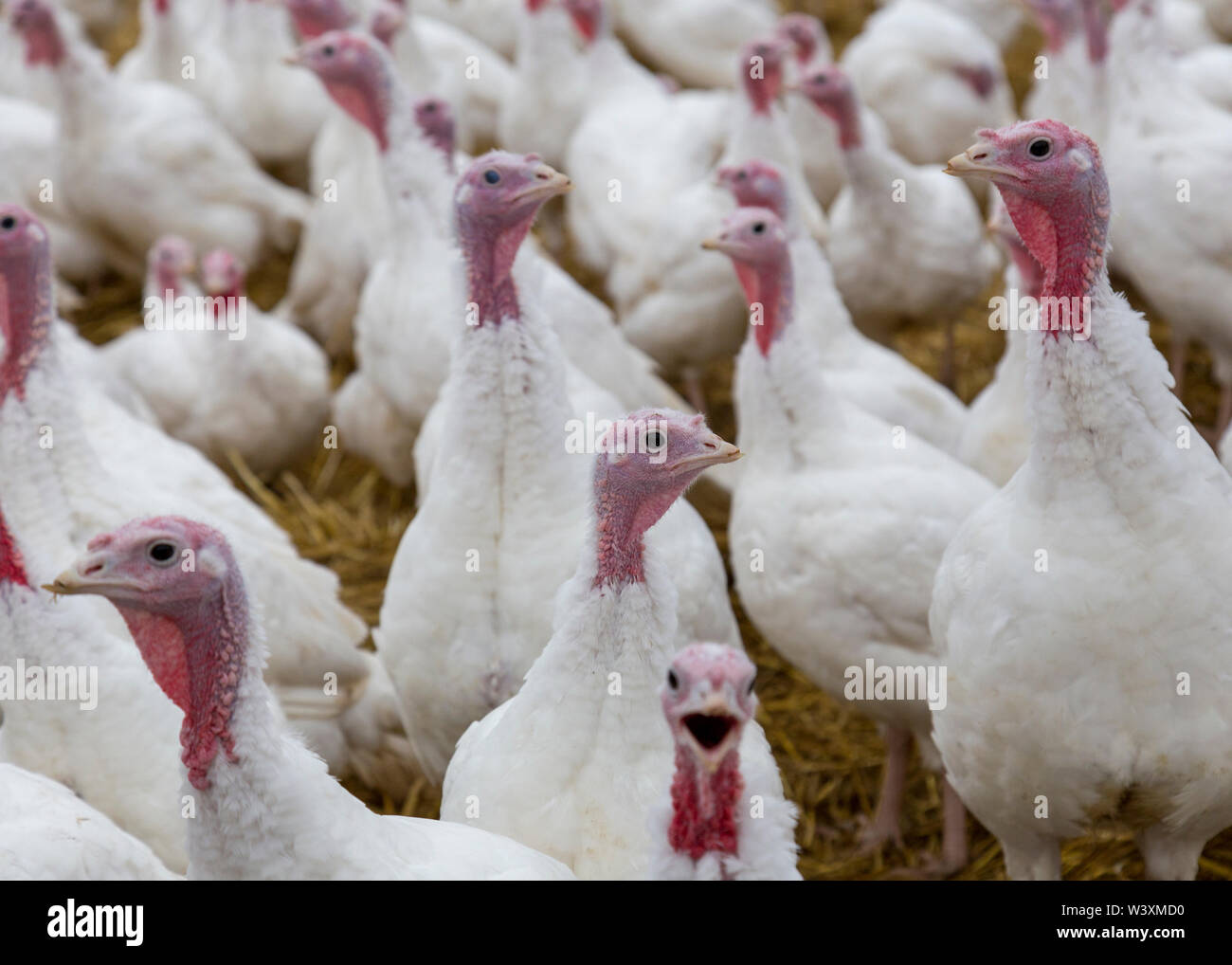 Turkeys uk birds hi-res stock photography and images - Alamy