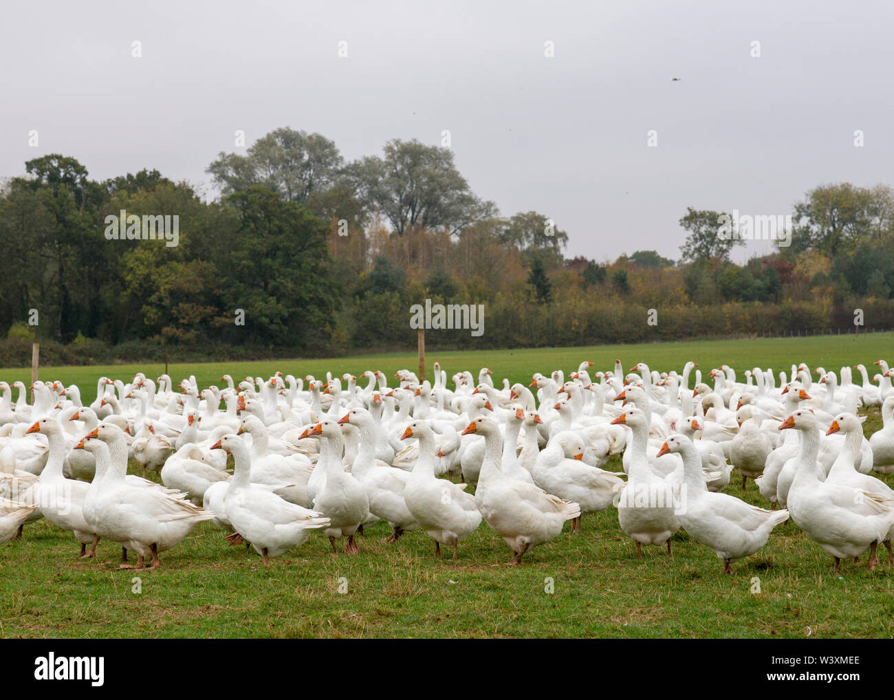 Geese uk hi-res stock photography and images - Alamy