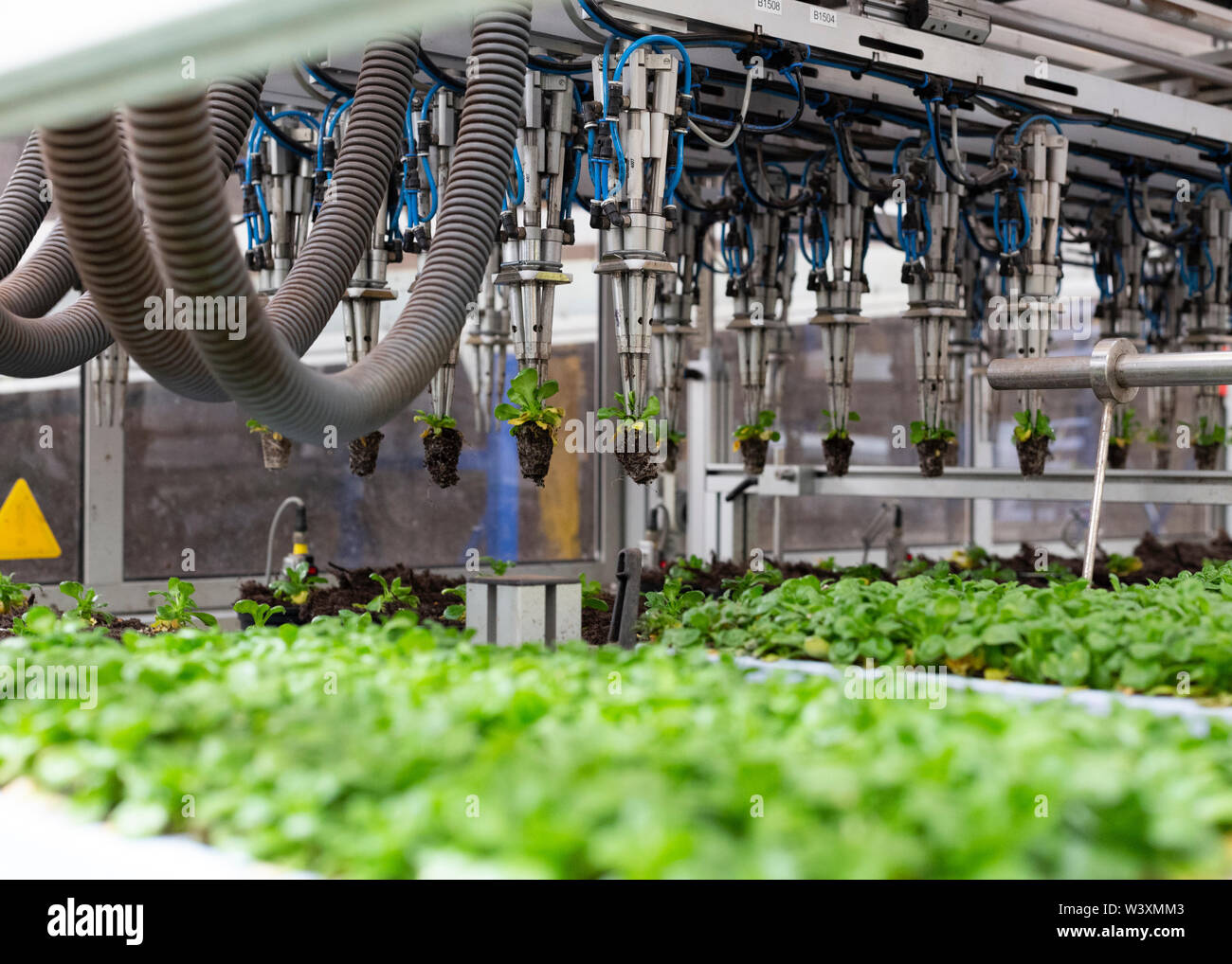 Transplanter machine hi-res stock photography and images - Alamy