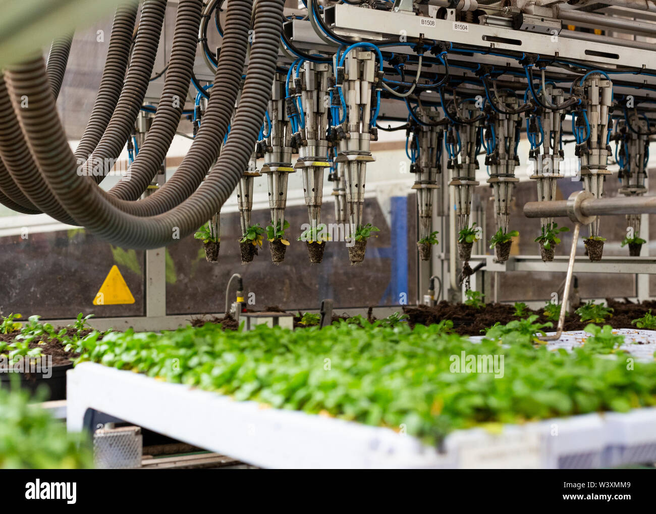 Tta transplanter hi-res stock photography and images - Alamy