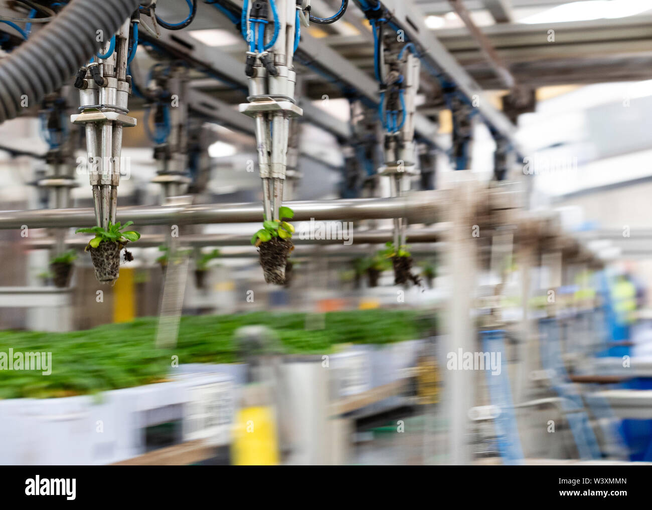 Transplanter hi-res stock photography and images - Alamy