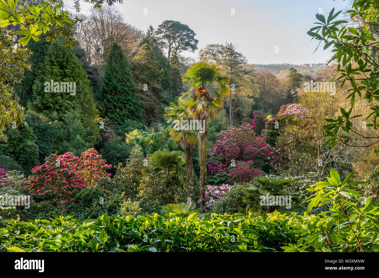 Trebah Garden; Spring; Cornwall; UK Stock Photo - Alamy