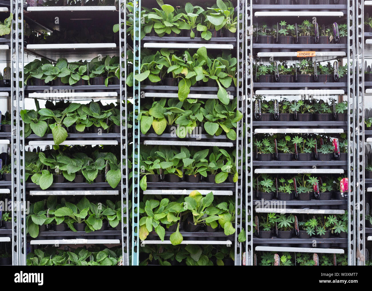 Potted plants ready for distribution UK Stock Photo - Alamy