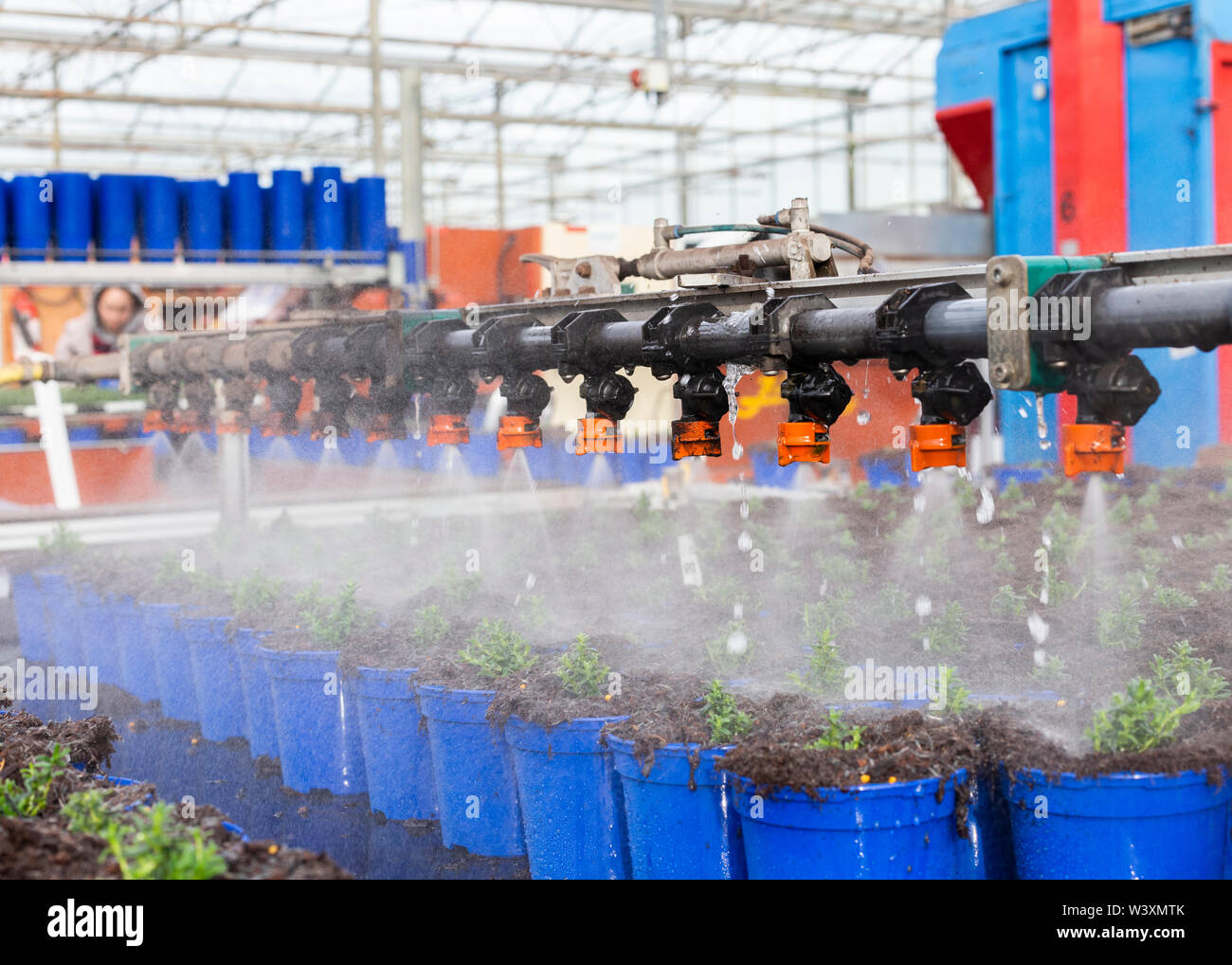 Automated watering of pot plants in nursery UK Stock Photo - Alamy