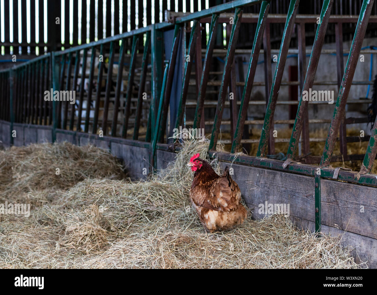 Chicken barn uk hi-res stock photography and images - Alamy