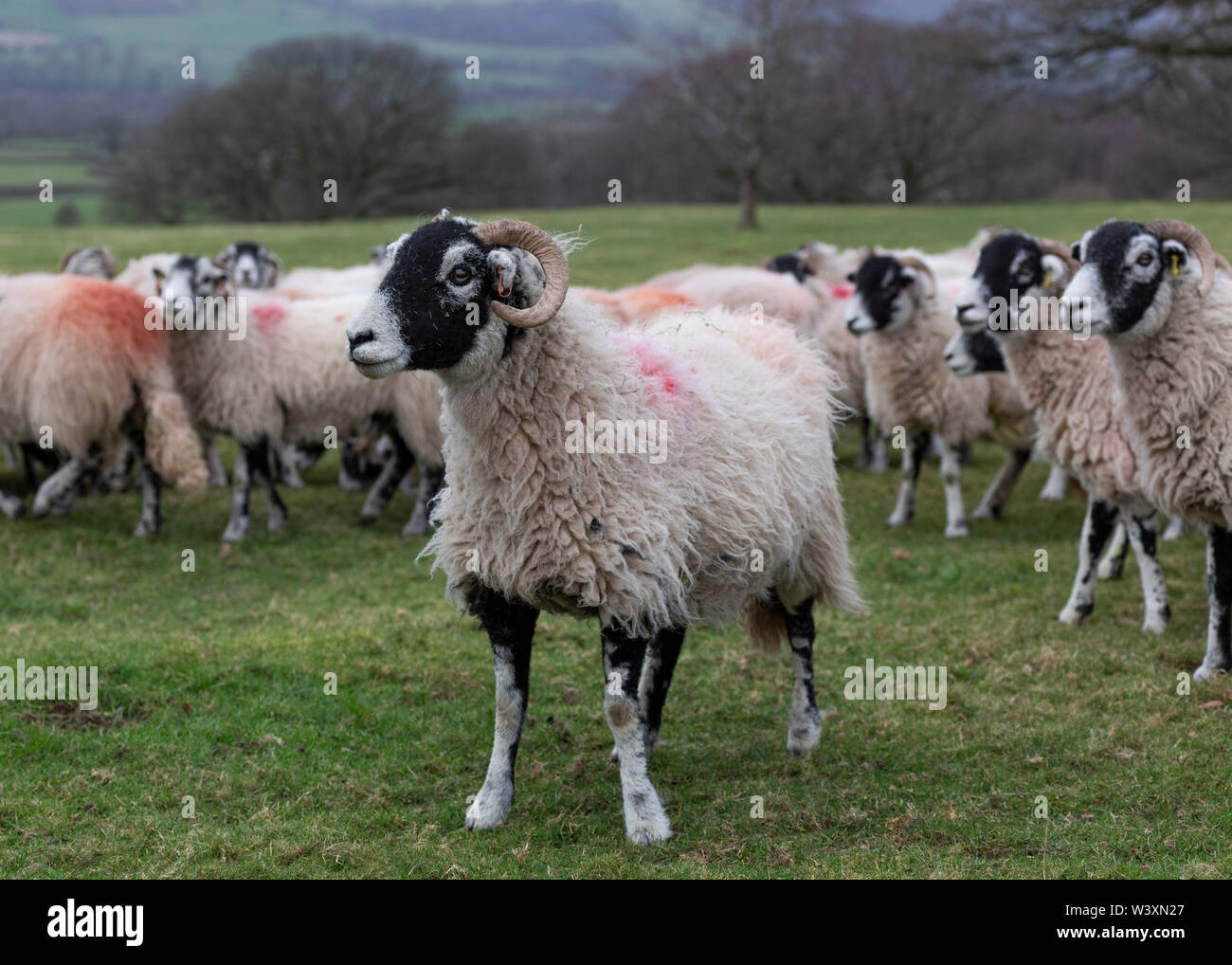 Sheep on Lancashire Farm UK Stock Photo - Alamy