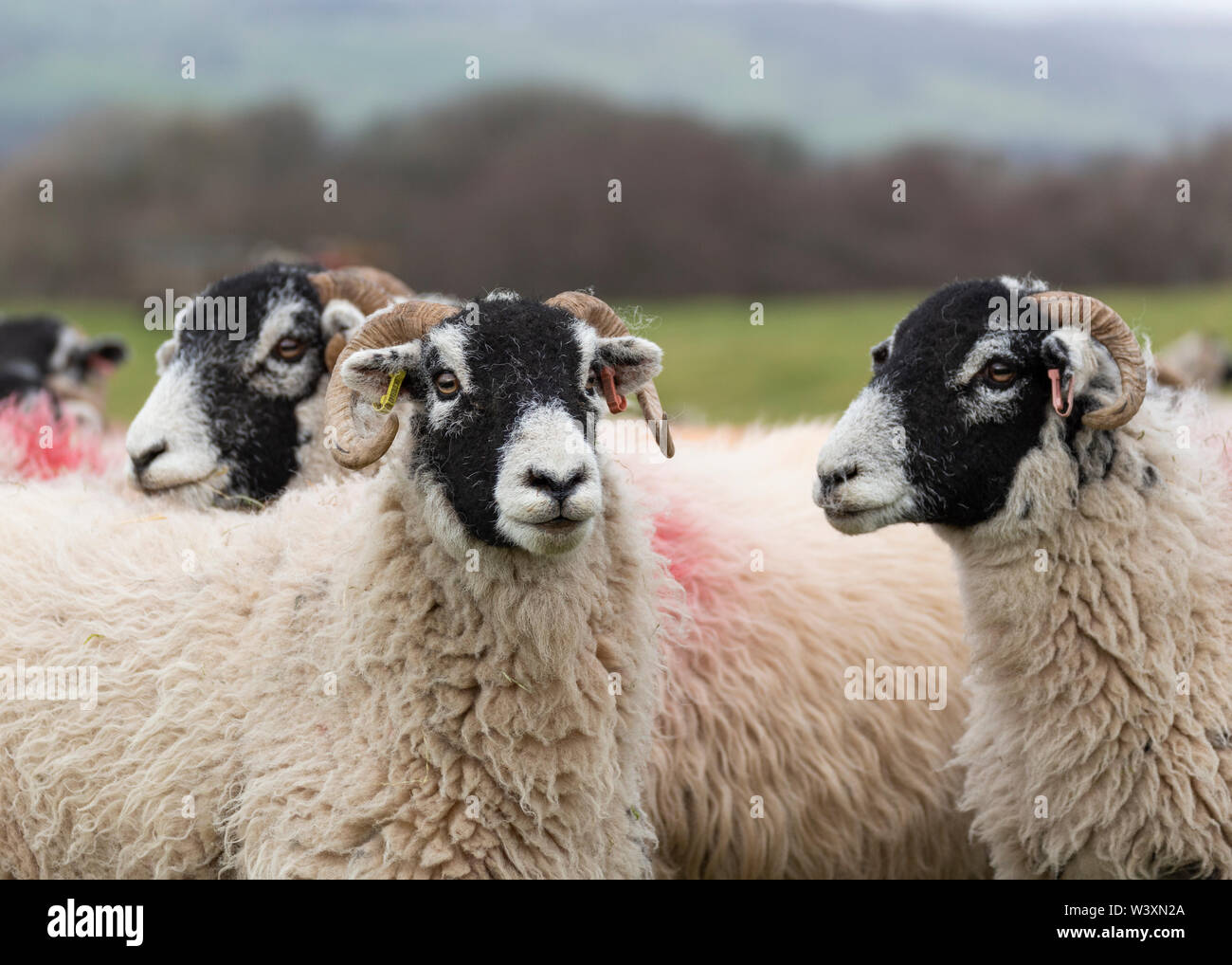 Sheep on Lancashire Farm UK Stock Photo - Alamy