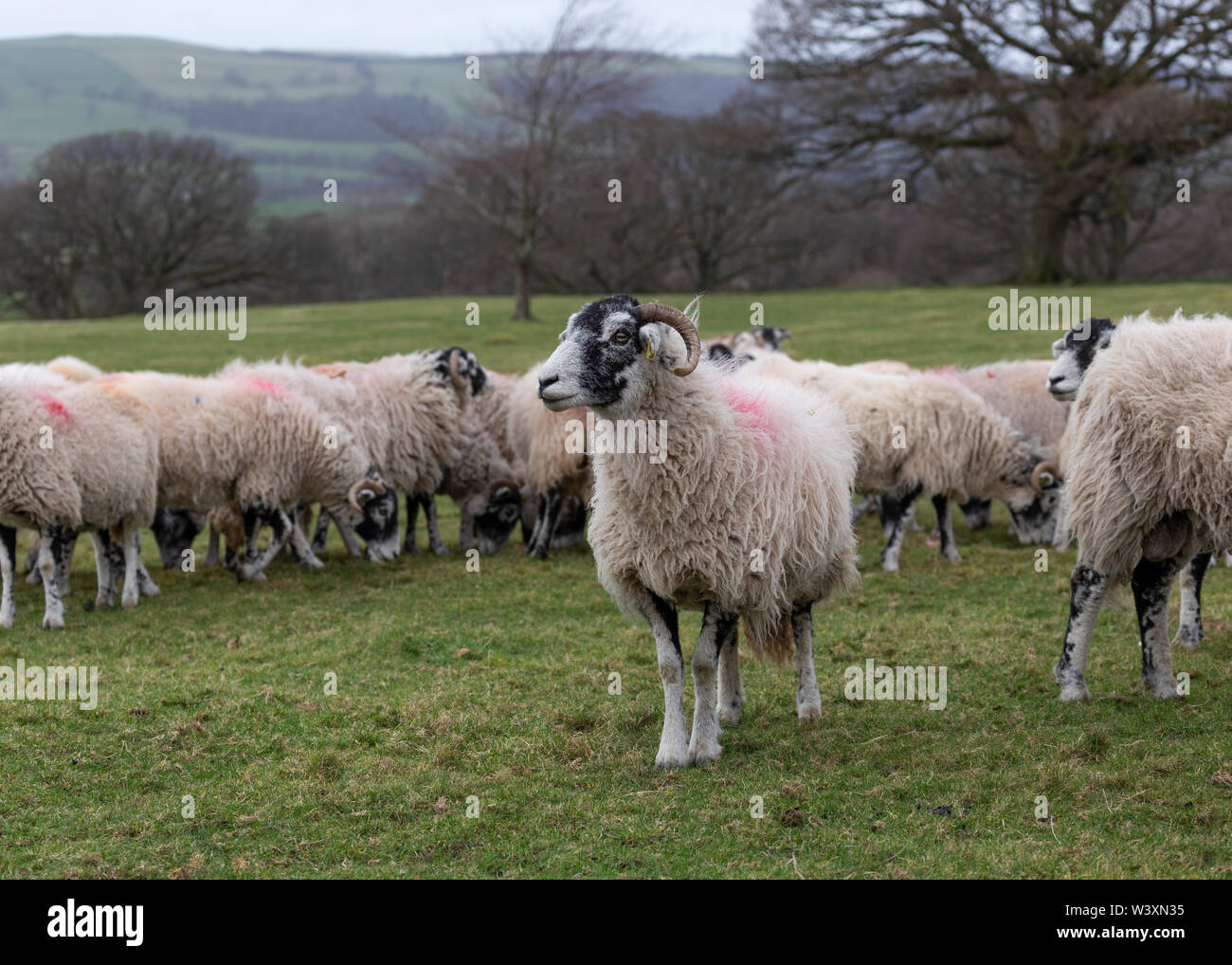 Sheep on Lancashire Farm UK Stock Photo - Alamy