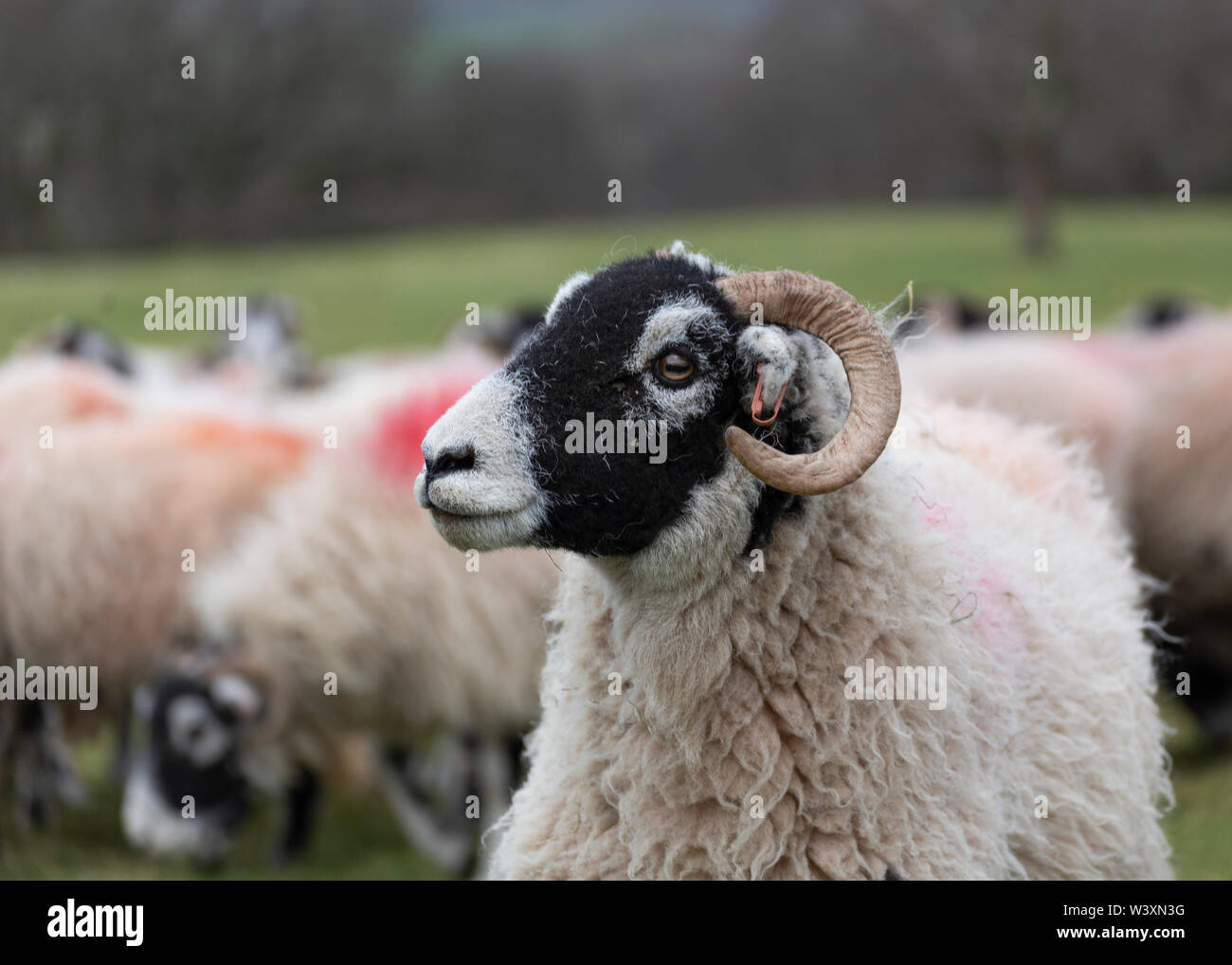 Sheep on Lancashire Farm UK Stock Photo - Alamy