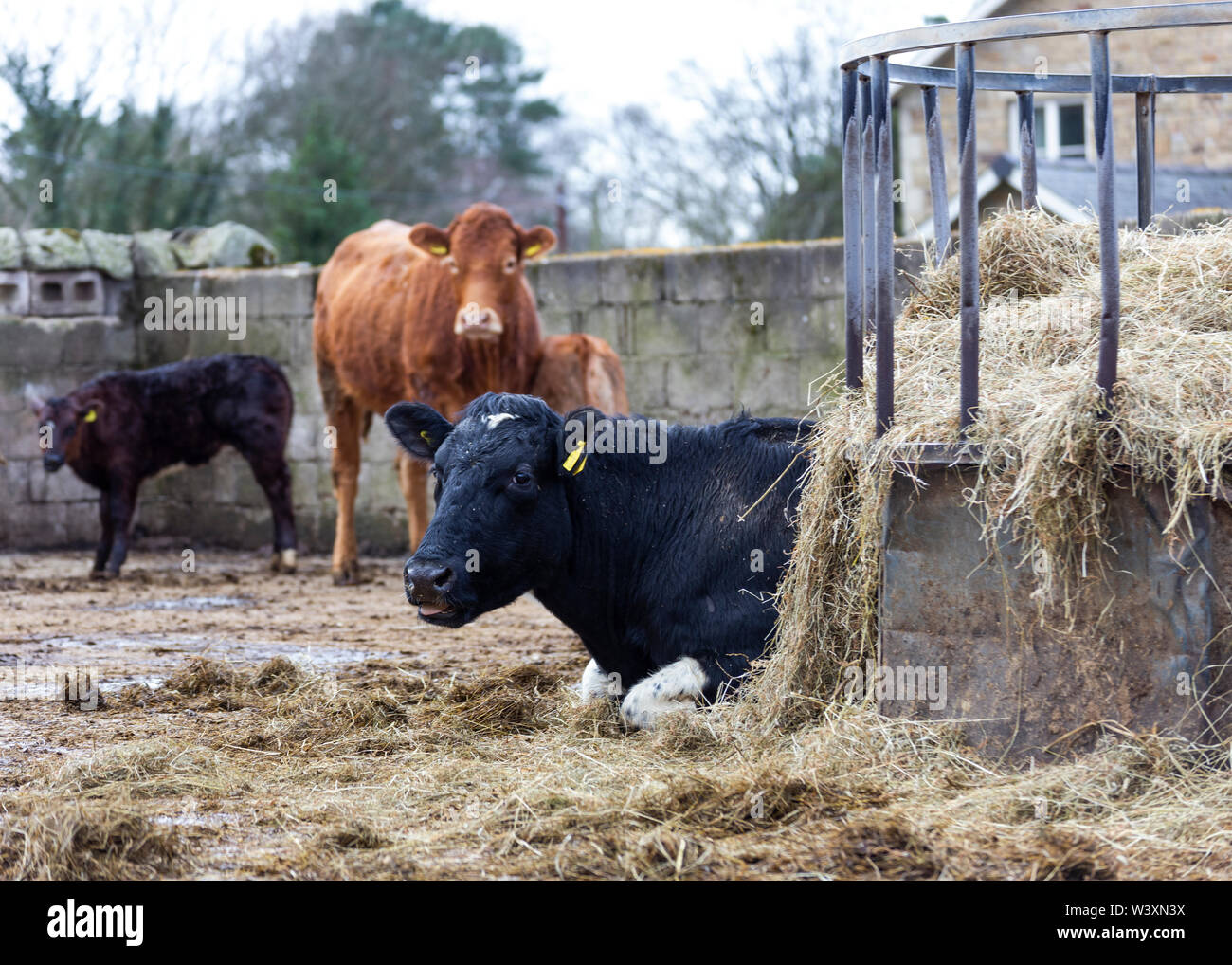 Farming cows uk hi-res stock photography and images - Alamy