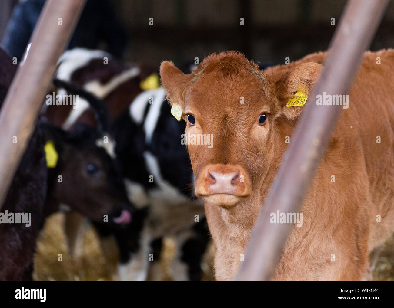 Beef cattle barn hi-res stock photography and images - Alamy