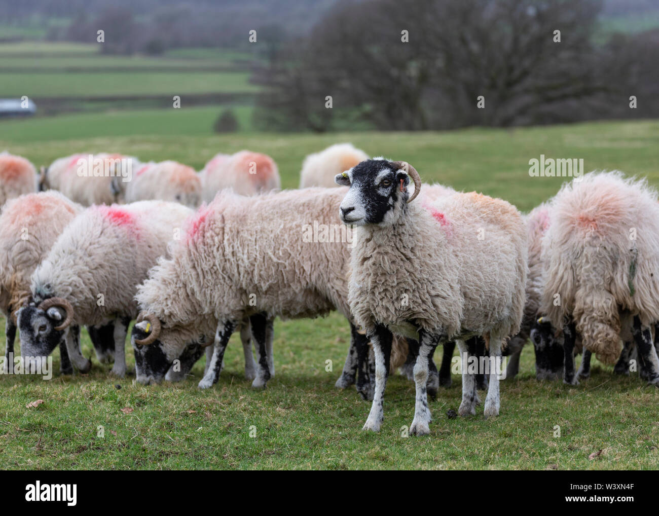 Sheep on Lancashire Farm UK Stock Photo - Alamy